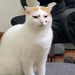 Điểm danh những chú mèo meme nổi nhất mạng xã hội