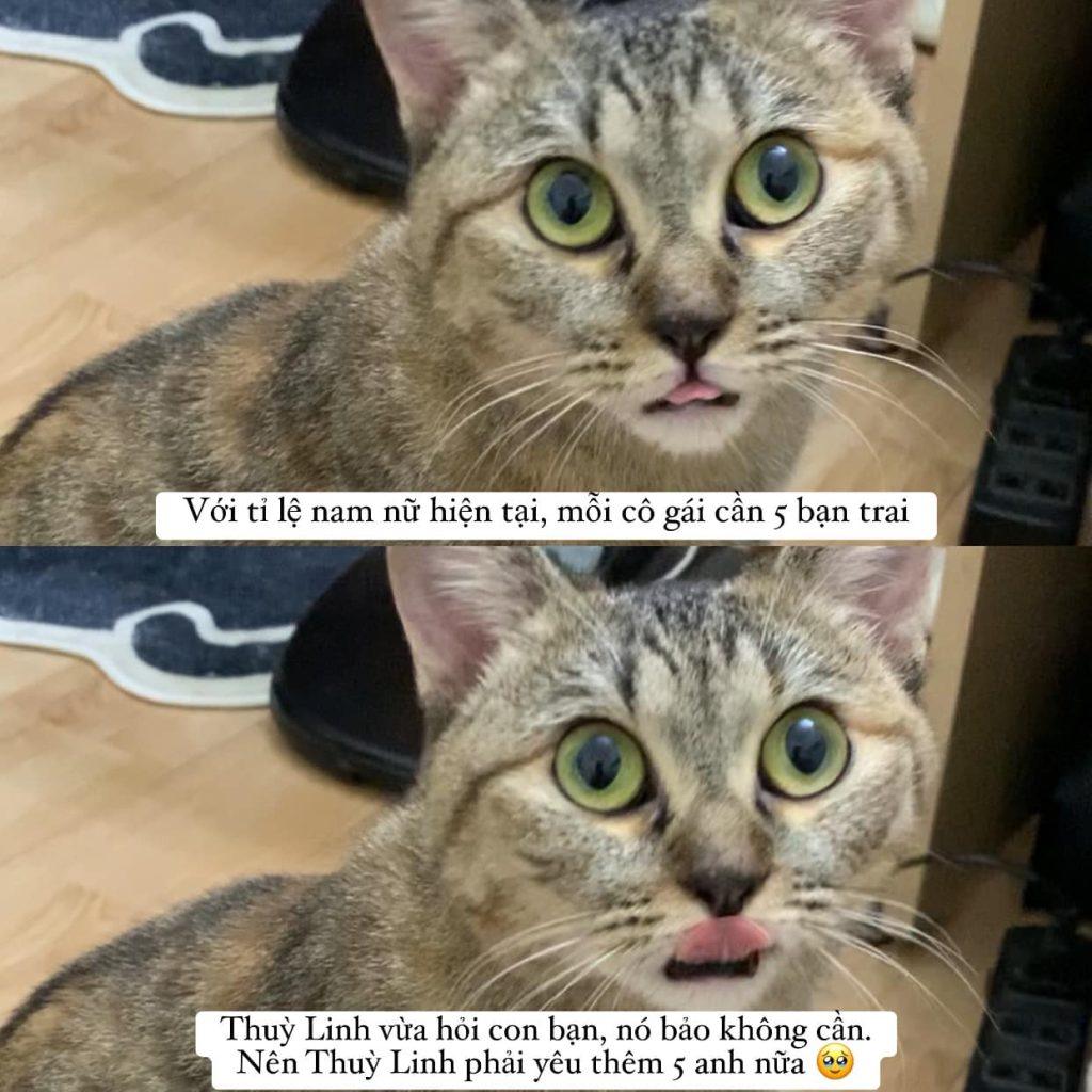 Điểm danh những chú mèo meme nổi nhất mạng xã hội