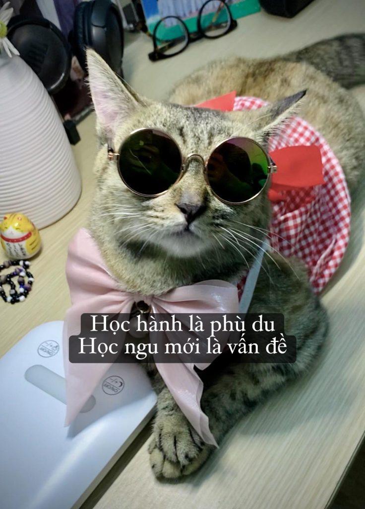 Điểm danh những chú mèo meme nổi nhất mạng xã hội