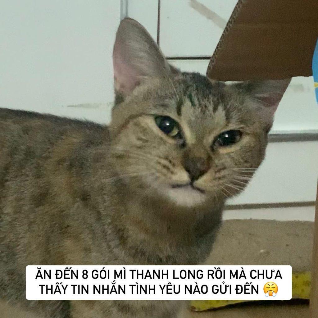 Điểm danh những chú mèo meme nổi nhất mạng xã hội