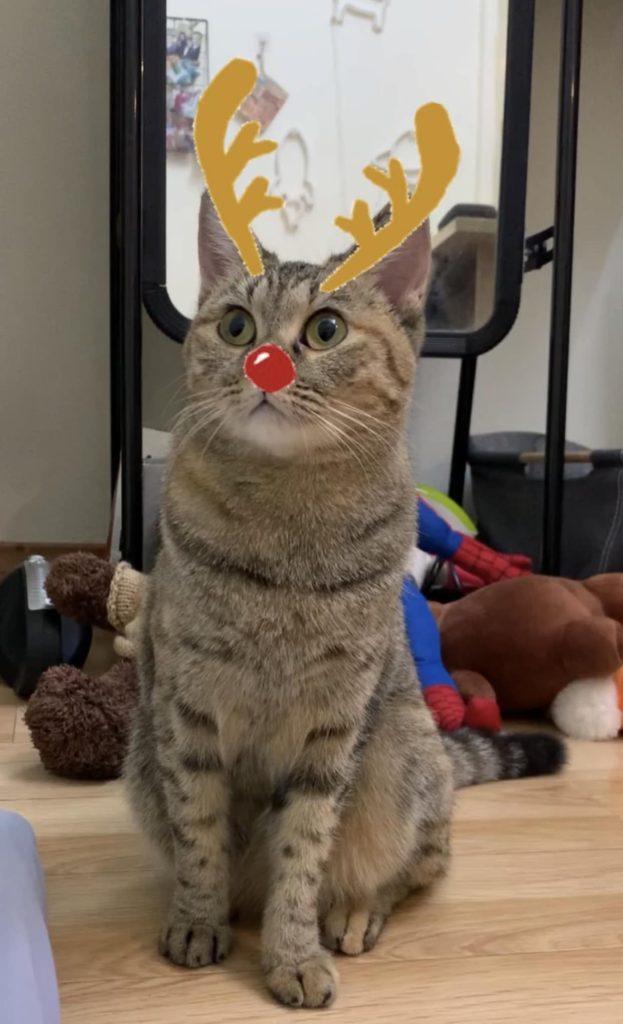 Điểm danh những chú mèo meme nổi nhất mạng xã hội