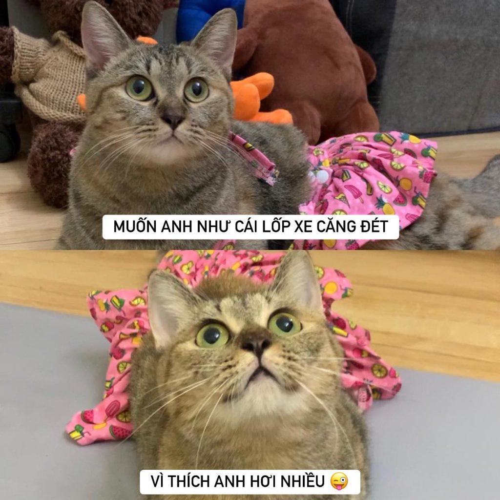 Điểm danh những chú mèo meme nổi nhất mạng xã hội