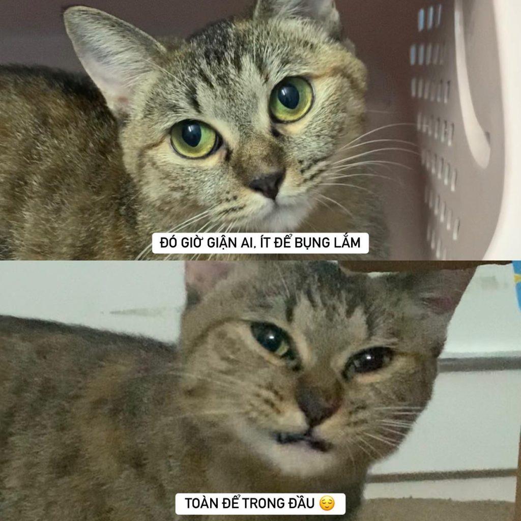 Điểm danh những chú mèo meme nổi nhất mạng xã hội