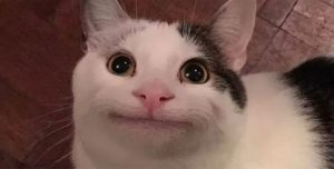 Tổng hợp Cat Meme dễ thương và hài hước nhất 2025
