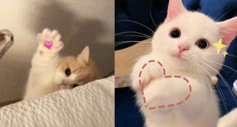 Tổng hợp Cat Meme dễ thương và hài hước nhất 2025