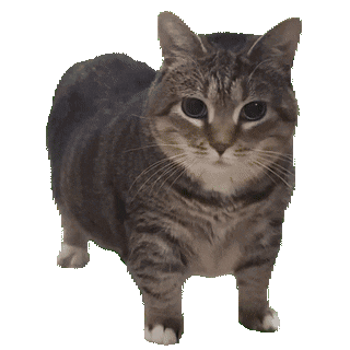 "u i a" cat là gì? Meme mèo "u i a" là gì trên TikTok?